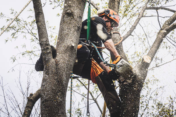 Action Tree Care | Home | Santa Barbara California